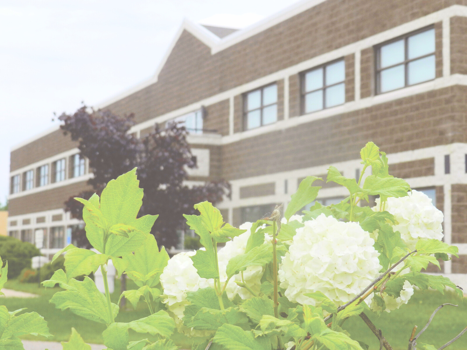 building-flowers-bright – NC Labs